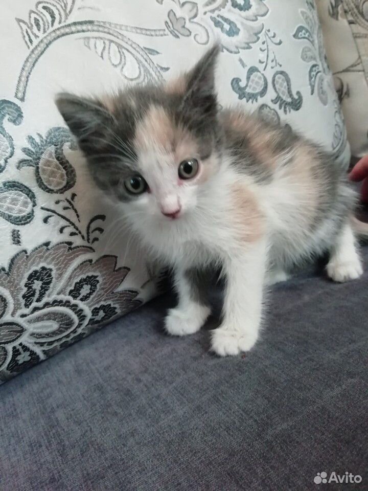Кошка