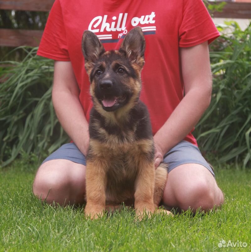 Красивая девочка немецкой овчарки