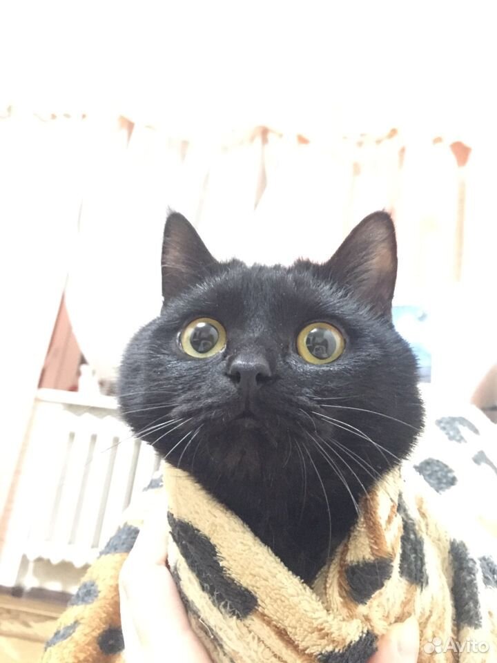 Кот на вязку