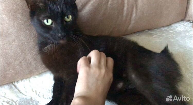 Кошечка Стеша с маленьким хвостом (кошка, кошки)