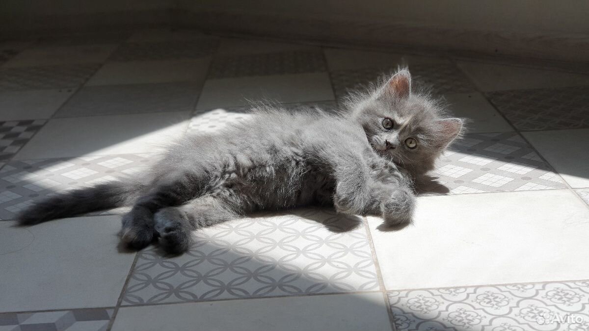 Полубританский котенок