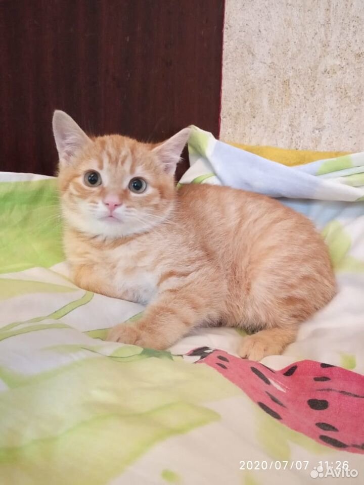 Кошка
