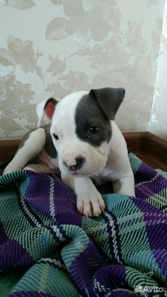 Американский стаффордширский терьер