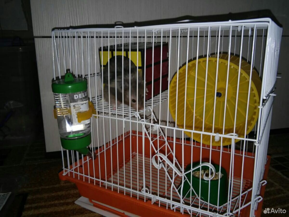 Хомяк с клеткой