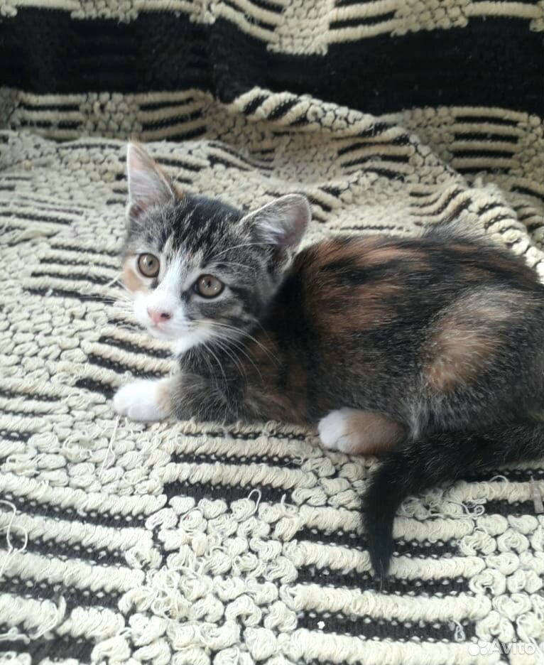 Ручной котенок девочка 2 месяца