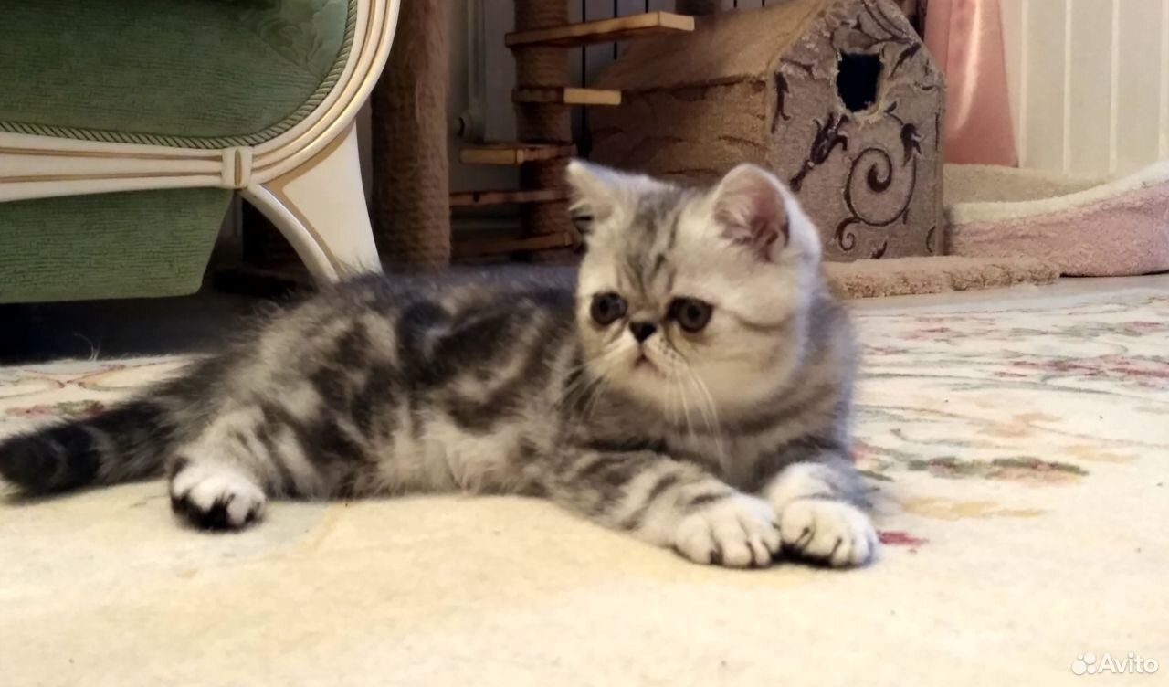 Персидский короткошерстный мальчик