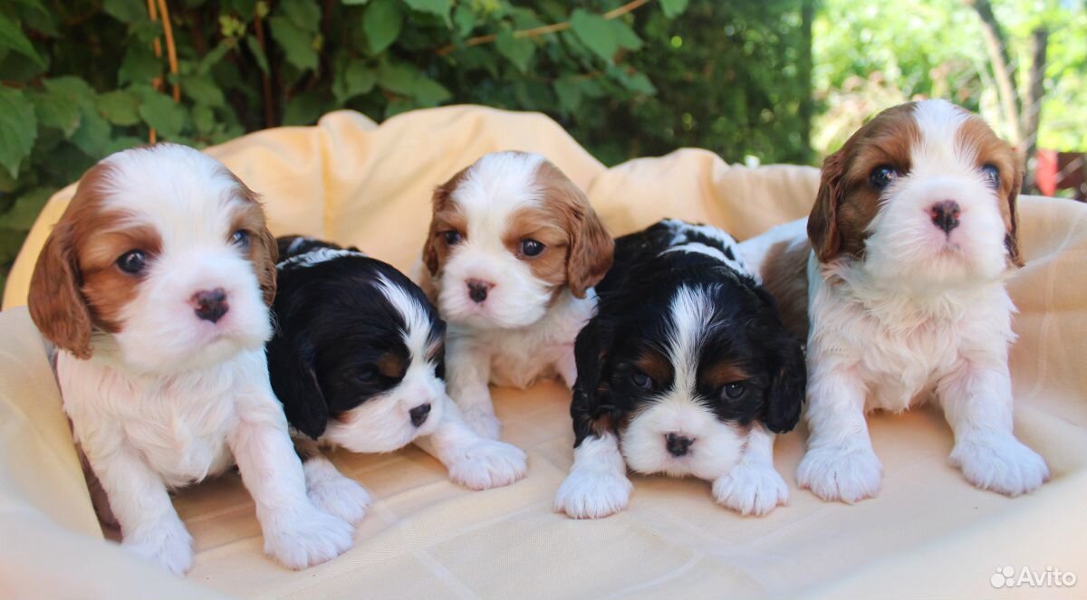 Кавалер кинг чарльз спаниель