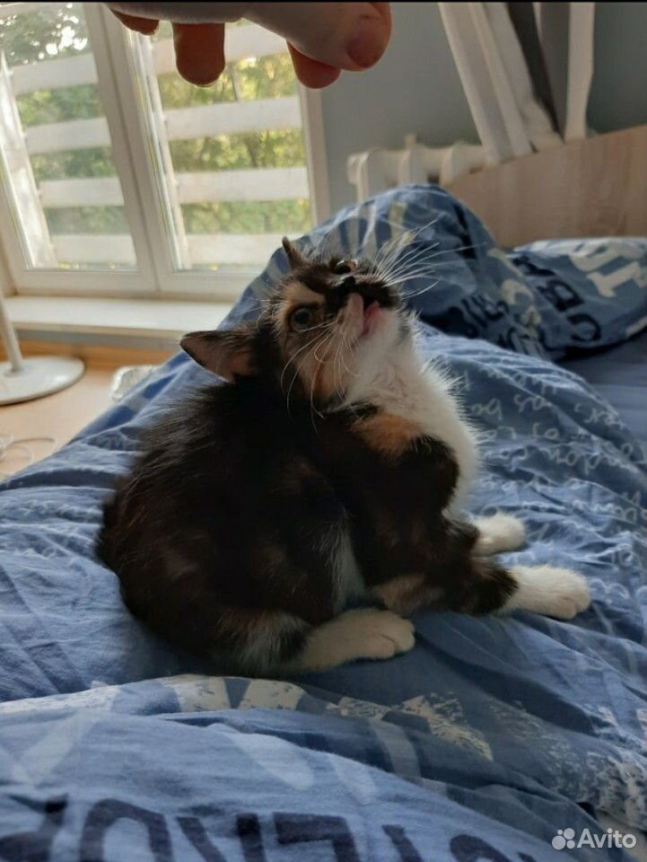 Котенок