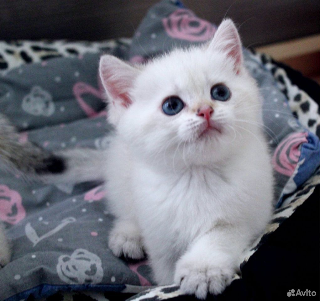 Мальчик шиншилла пойнт на золоте