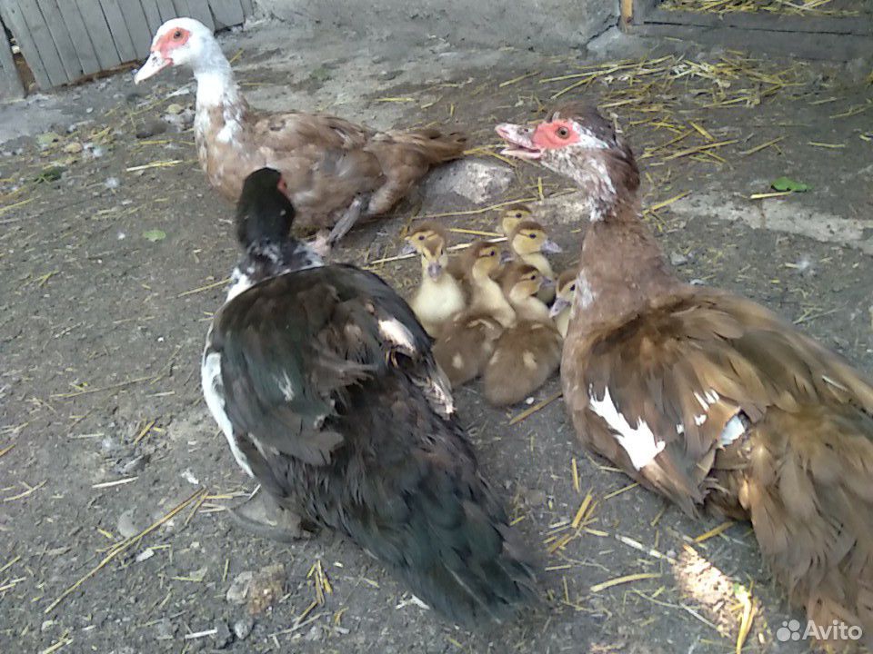 Индоутята подрощенные