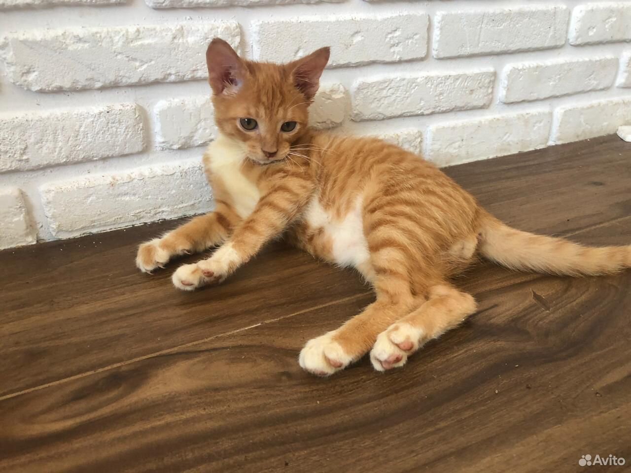 Котёнок Фунтик 3 мес