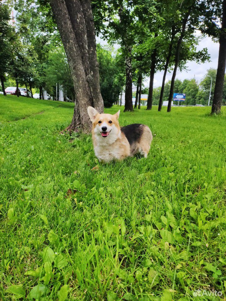 Вельш корги пемброк, взрослая девочка, стерильна