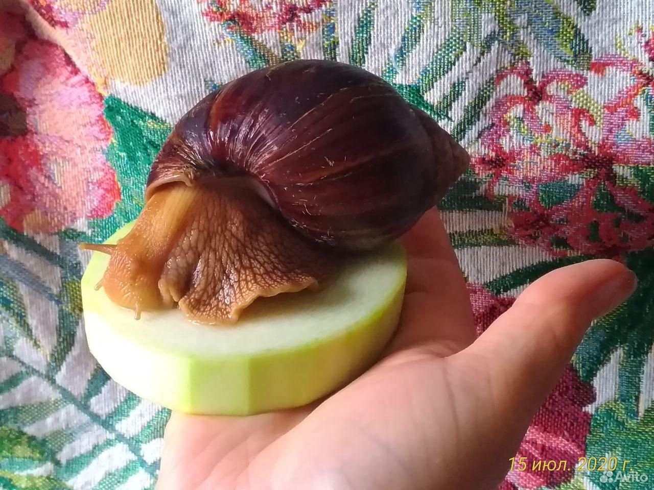 Улитка Ахатина