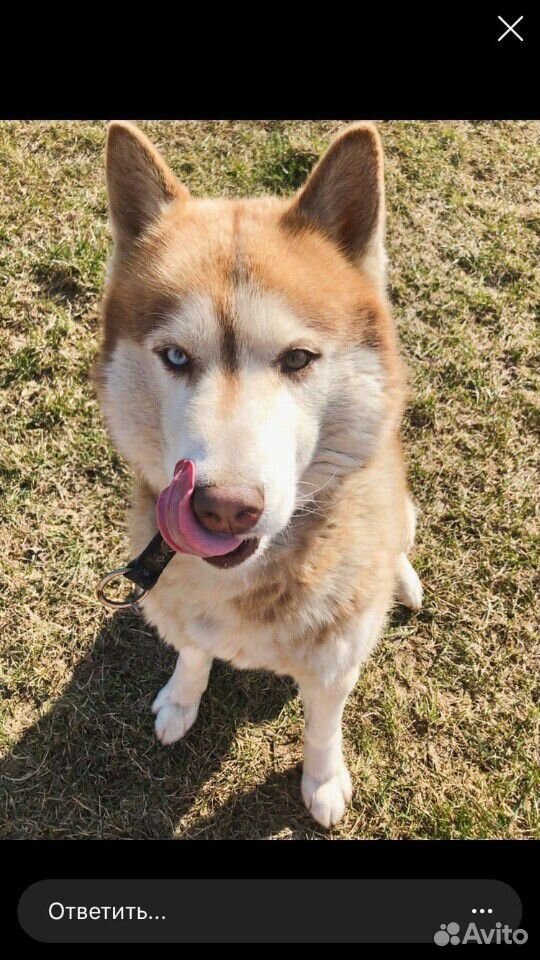 Сибирский хаски