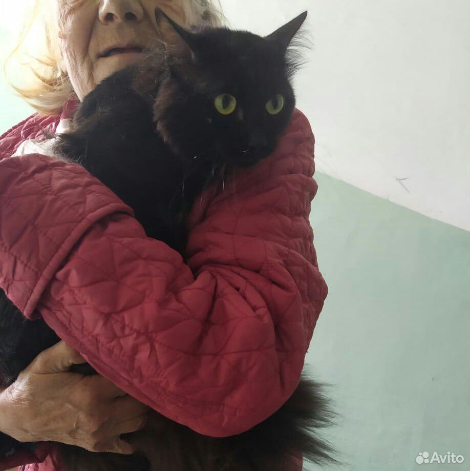 Отдам молодого котика