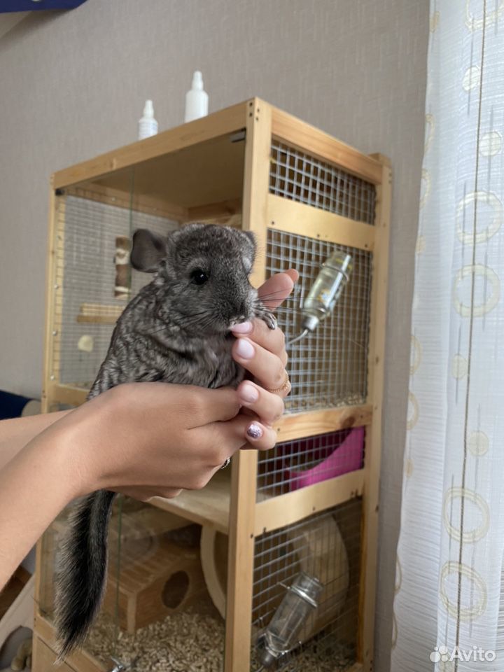 Шиншилла
