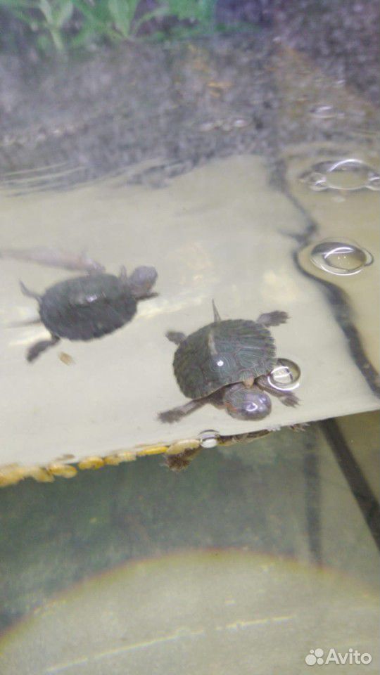 Черепаха водная