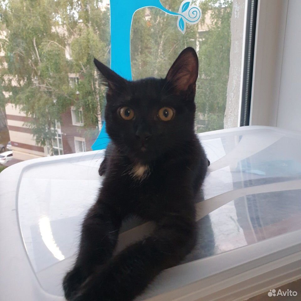 Котёнок фитнес-тренер