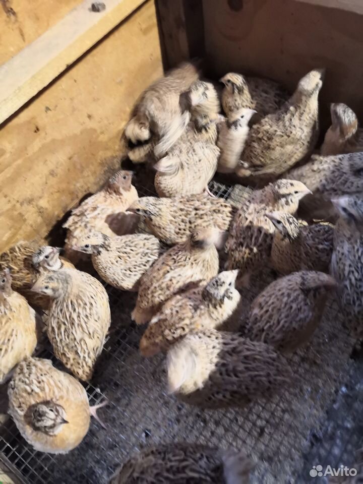 Золотой феникс перепела