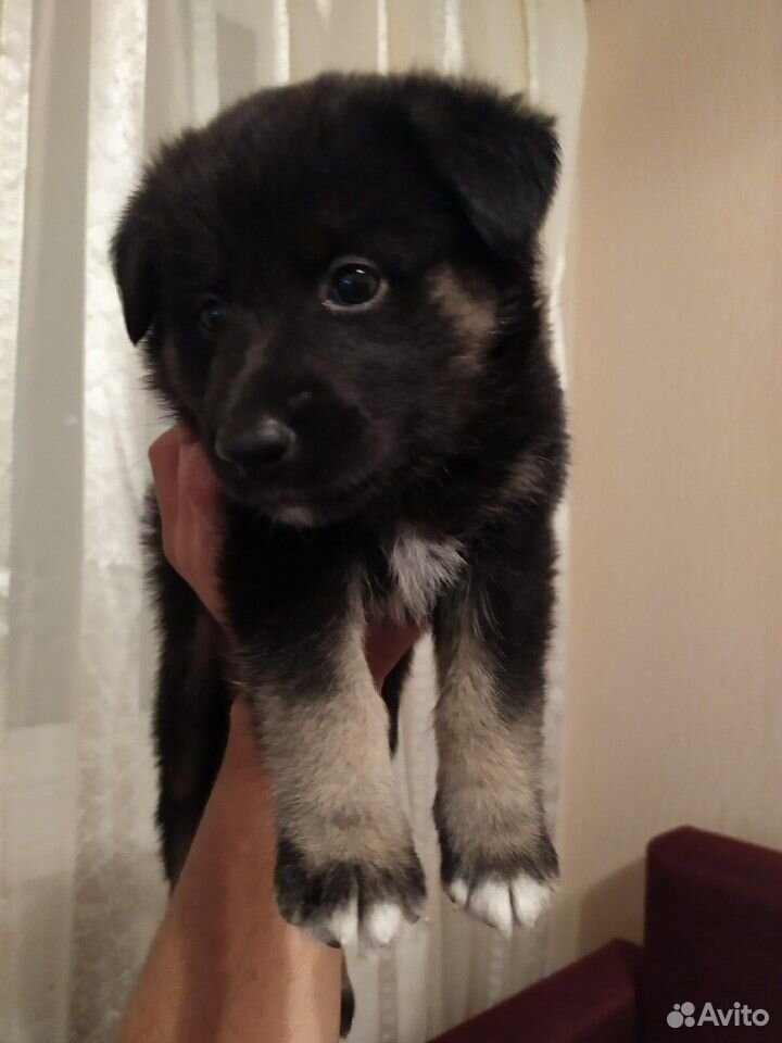 Лабрадор девочка бесплатно