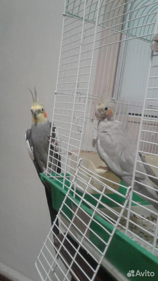 Попугай корелла