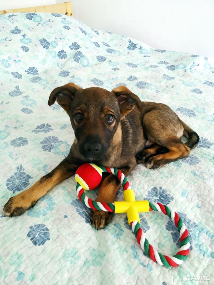 Щенок Джонни 4 месяца в добрые руки