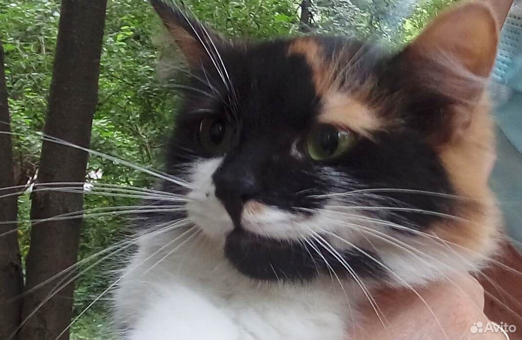 Отдам молодую трёхшёрстную кошечку в добрые руки