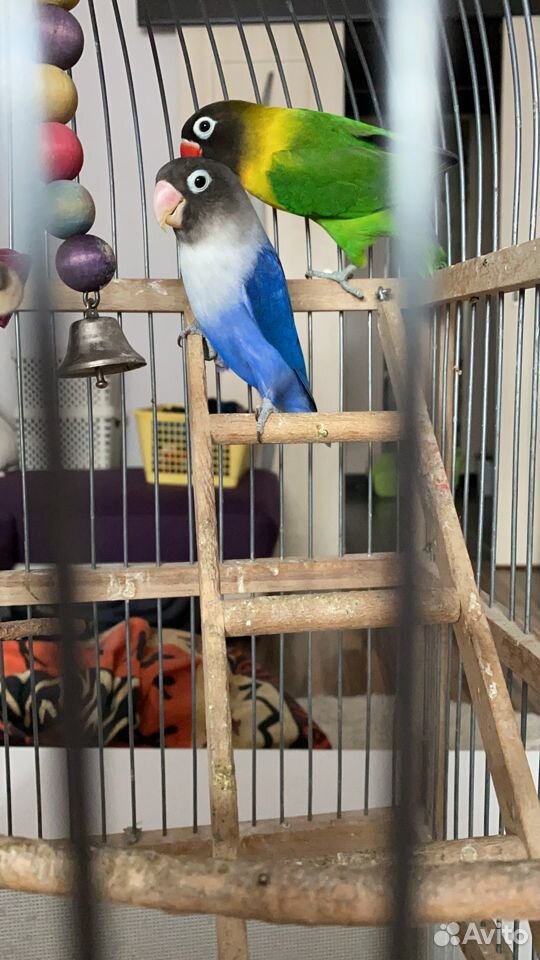 Попугаи неразлучники, пара(мальчик и девочка)