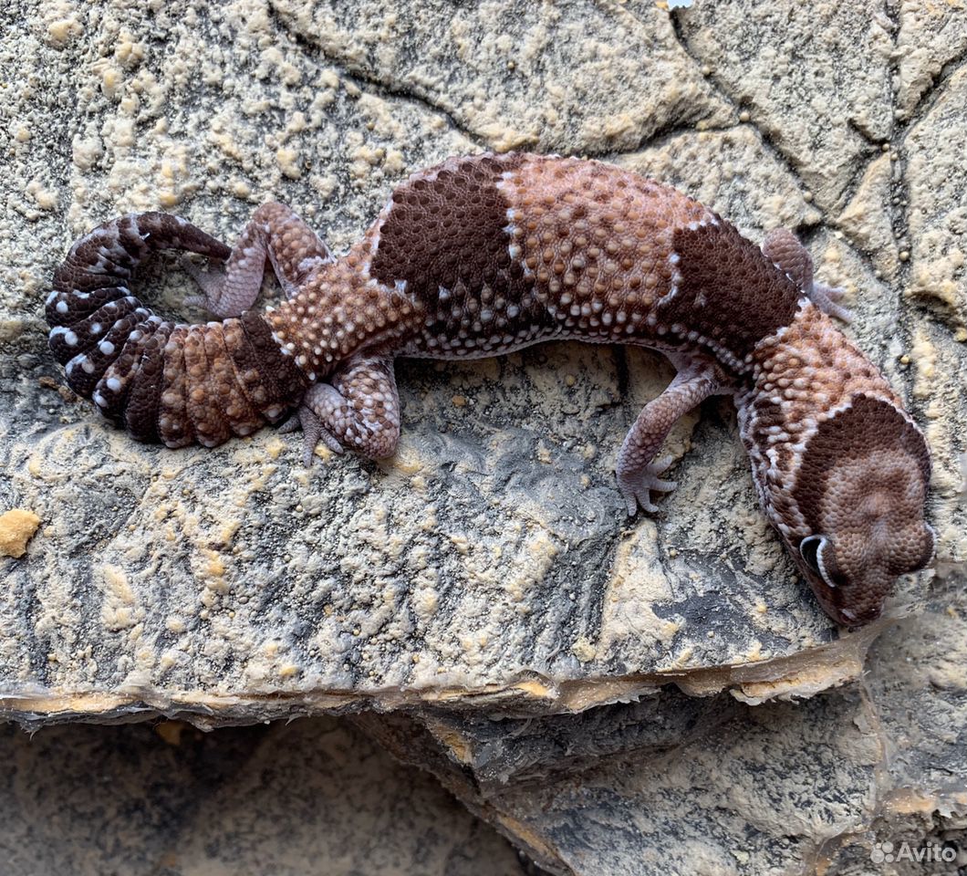 Гемитеконикс (геккон)