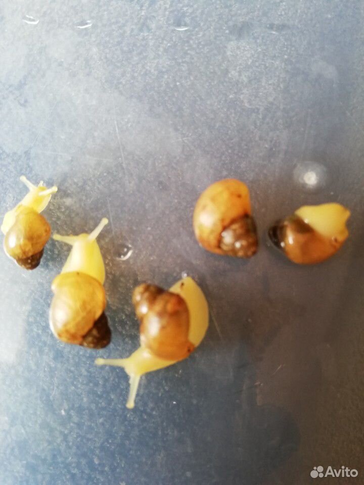 Улитята Ахатины в добрые руки