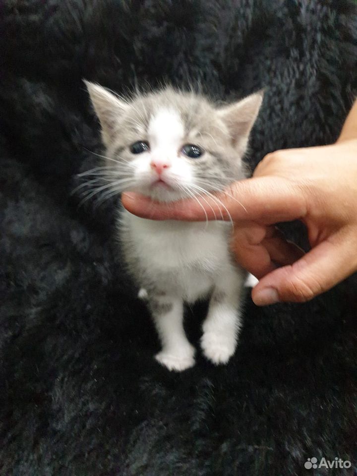 Кошка Маргоша