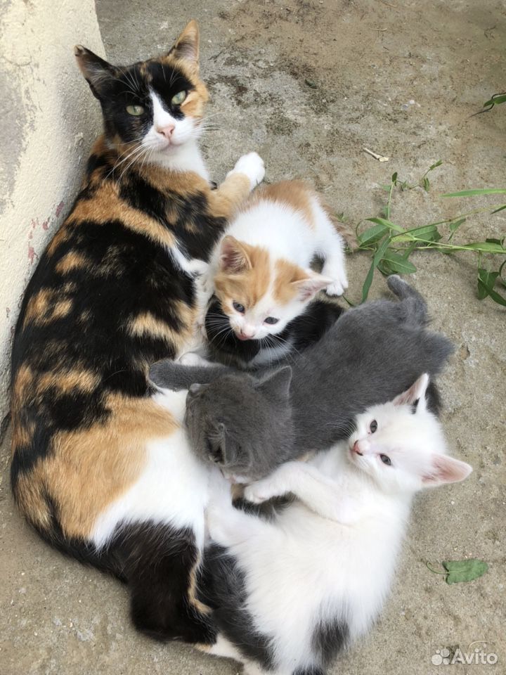 Котята