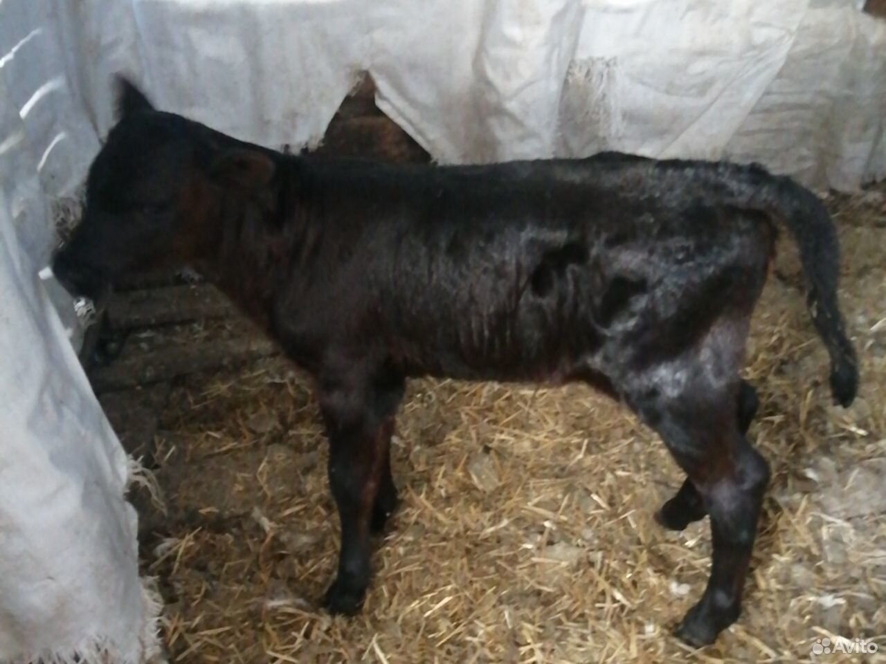 Тёлочка 2 недели