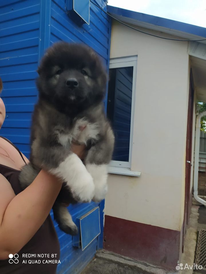Продаются щенки кавказской овчарки