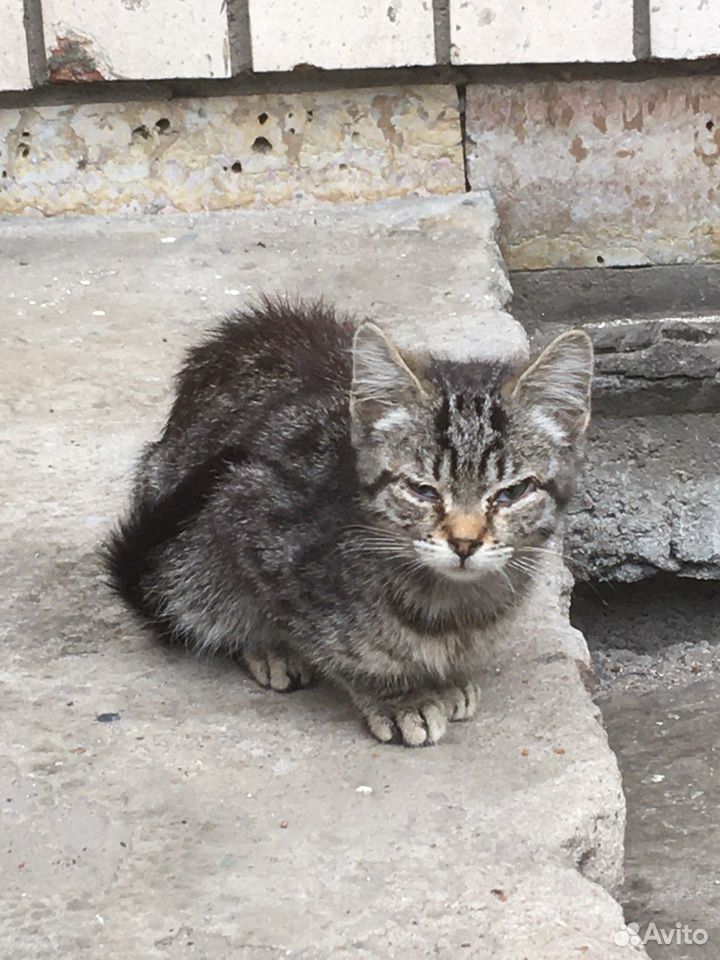 Очень красивый котёнок 3-4 мес