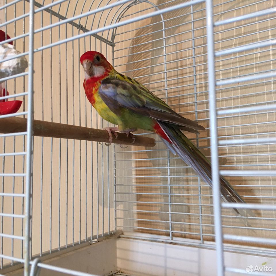 Попугай Розелла 1,5 года