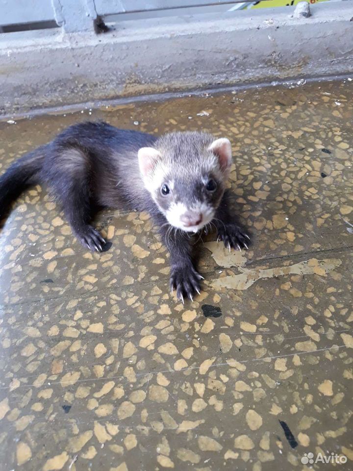 Хорек декоративный