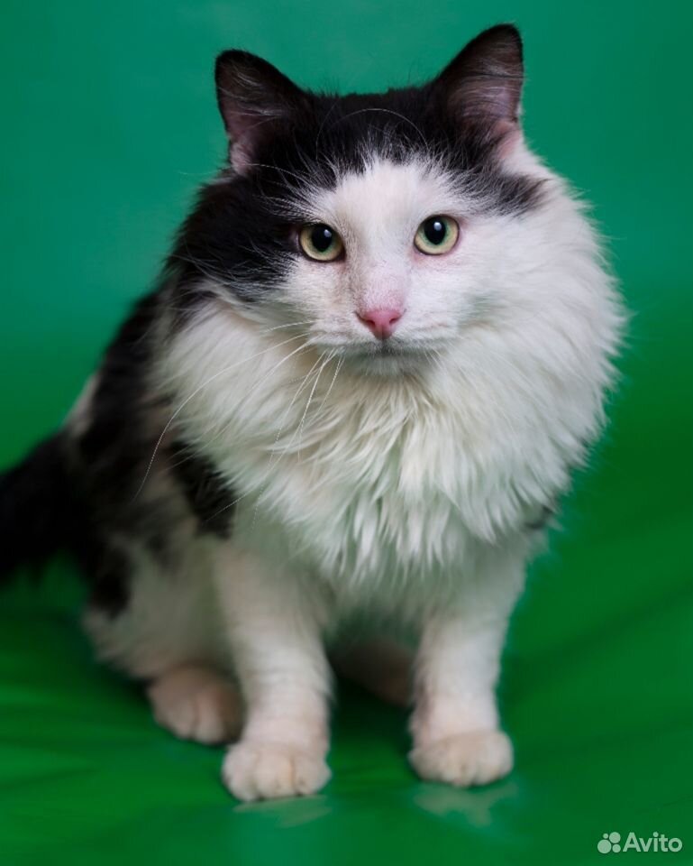 Котик в дар