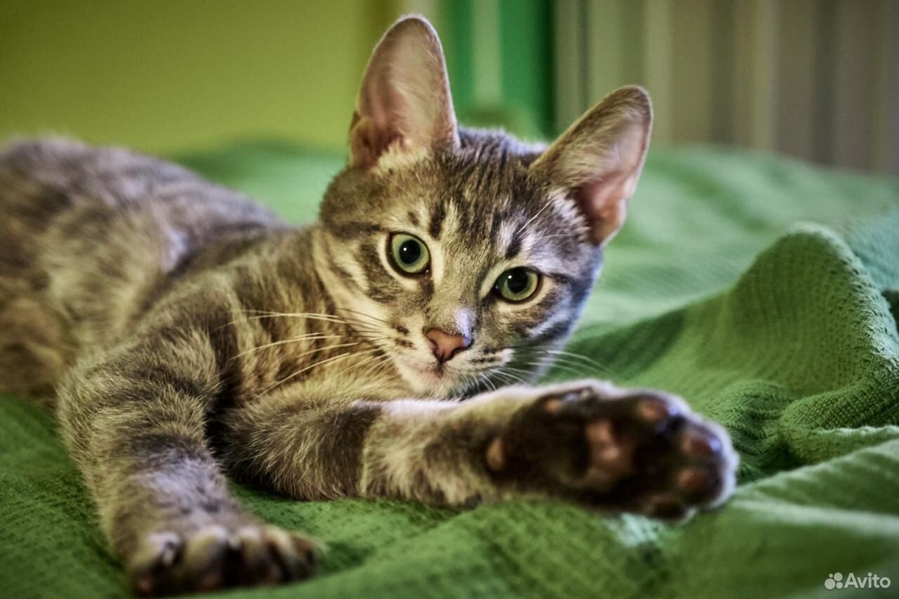 Целовательный котик