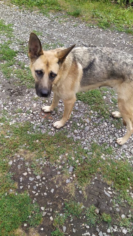 Овчарка сучка