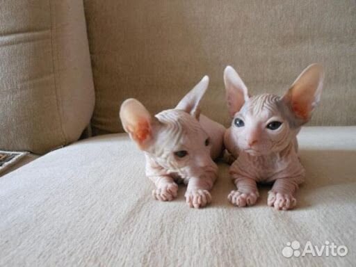 Продам котят сфинкса