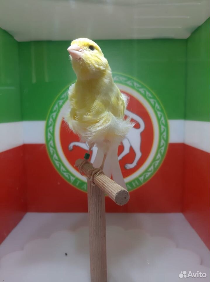 Канарейки североголландская курчавая(фризе)