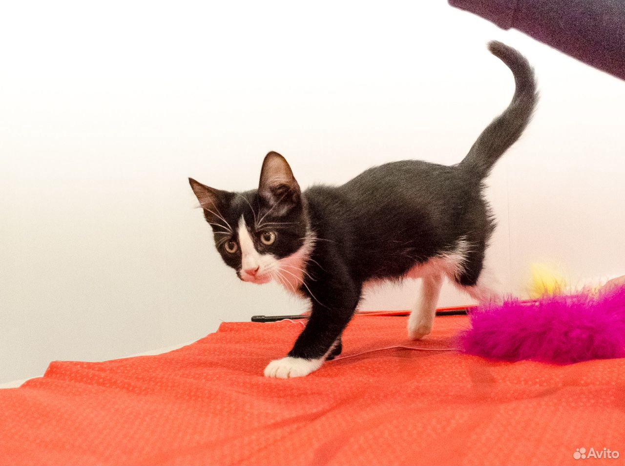 Котёнок мальчик в добрые руки бесплатно