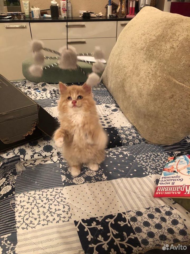 Котенок в хорошие руки