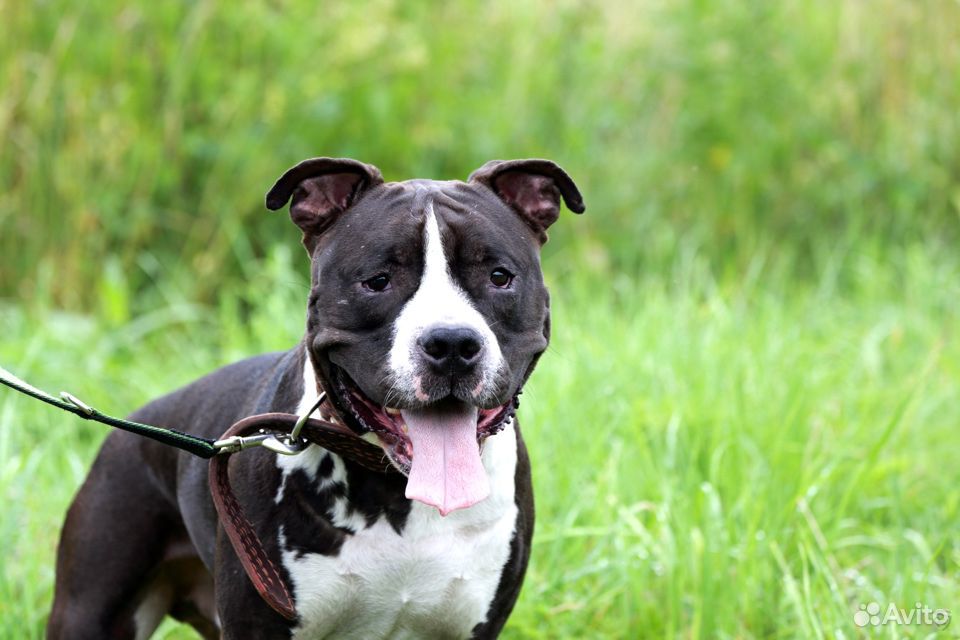 Обаятельный Челленджер в добрые руки