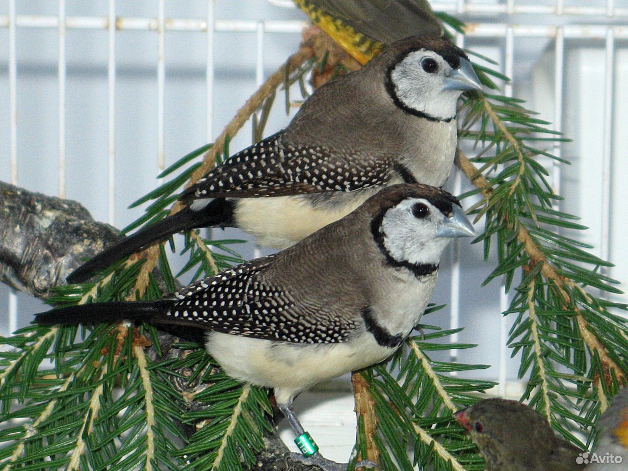 Кольчатый астрильд