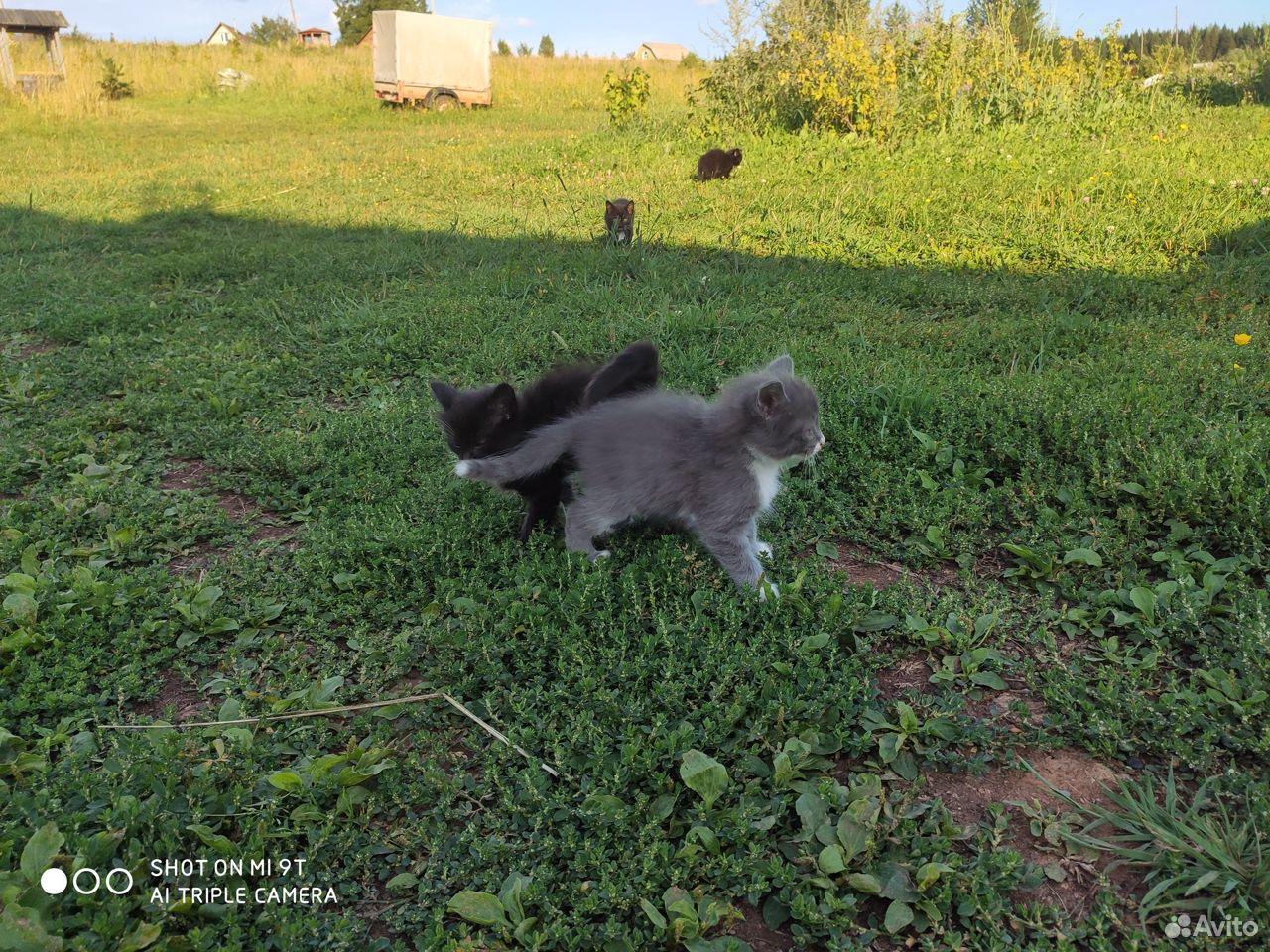 Котята