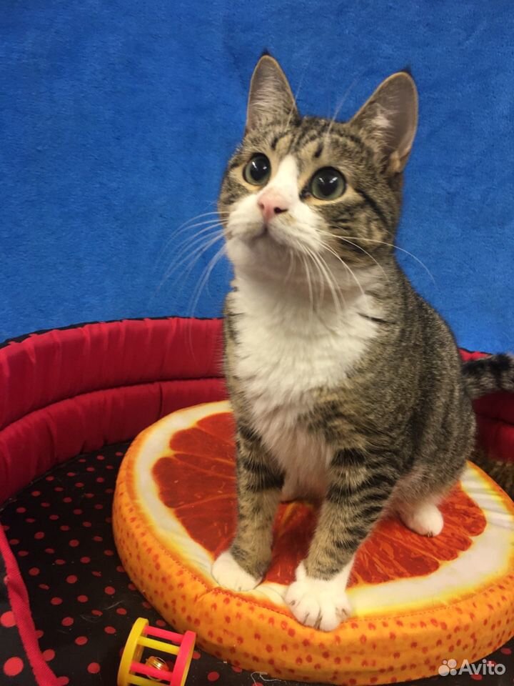 Милый щекастик