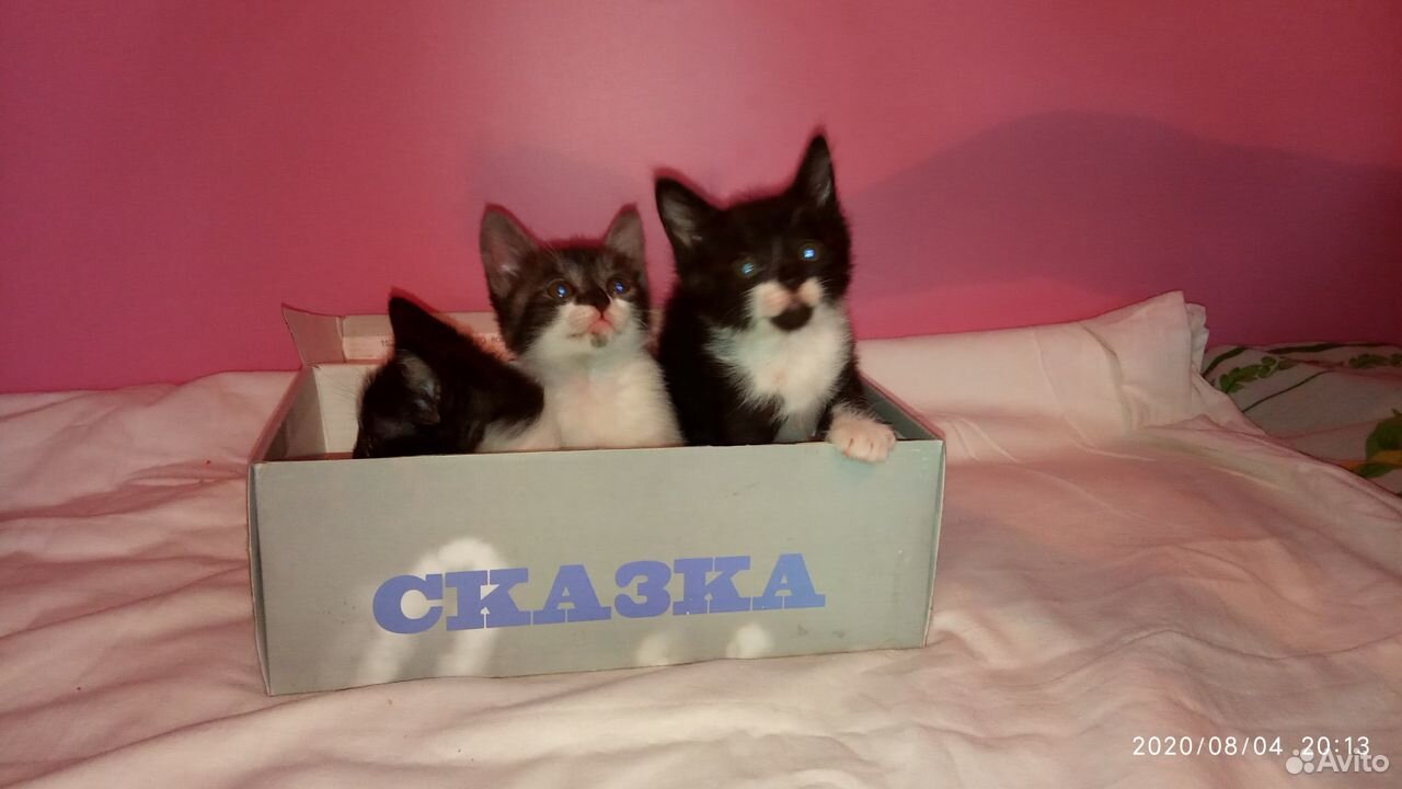 Котята