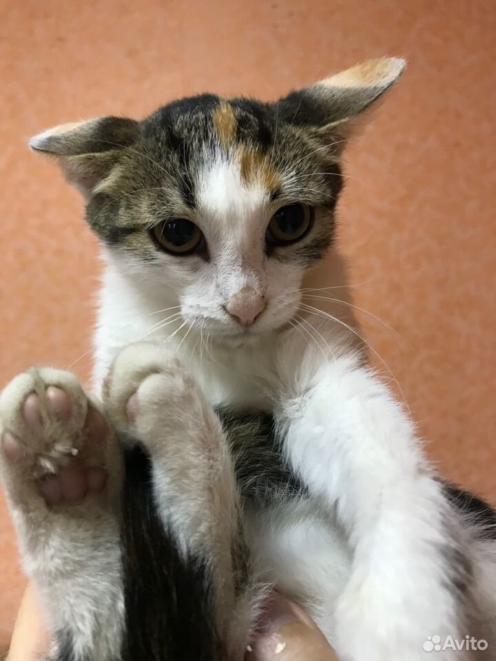 Девочка 4 месяца трехцветная